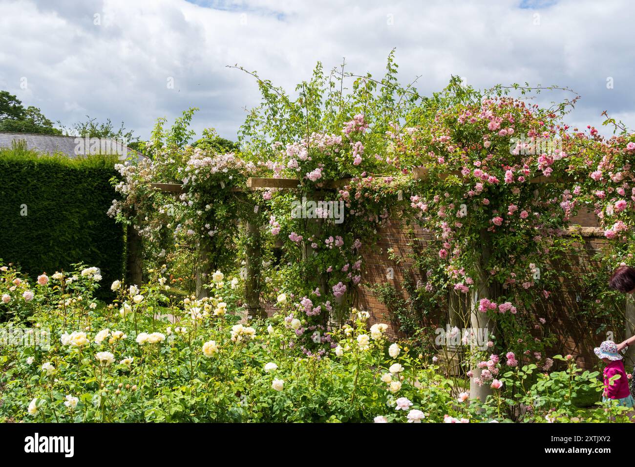 Beautiful display of colours at the David Austin English Rose Gardens ...