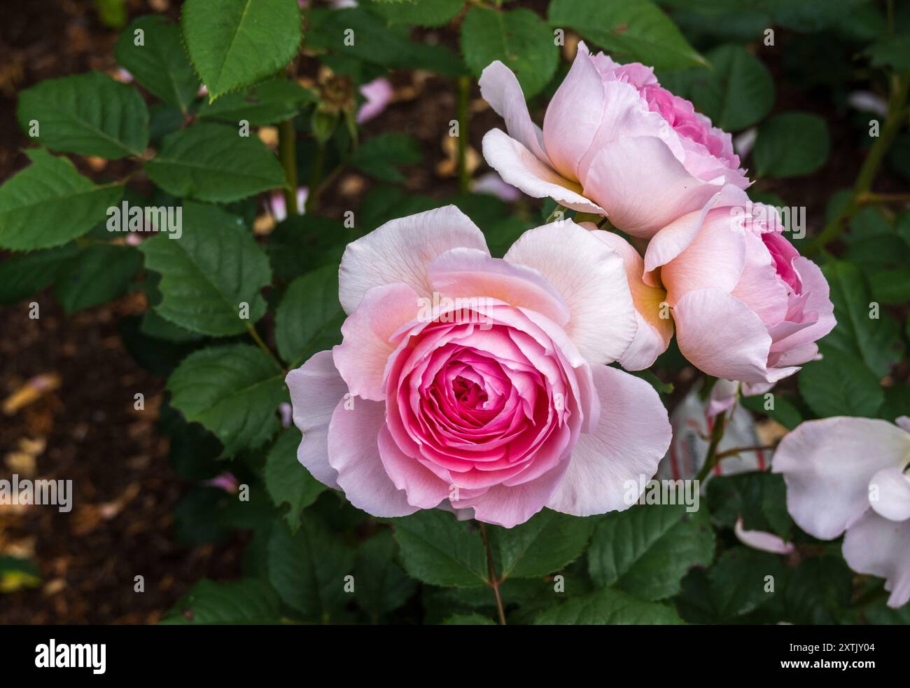 A Whiter Shade Of Pale Pink Rose with a strong fragrance and delicate ...