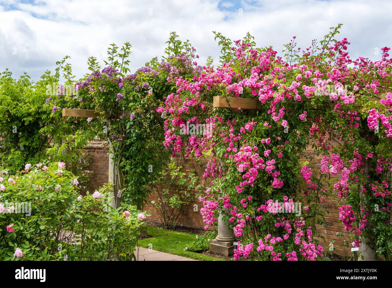 Beautiful display of colours at the David Austin English Rose Gardens ...