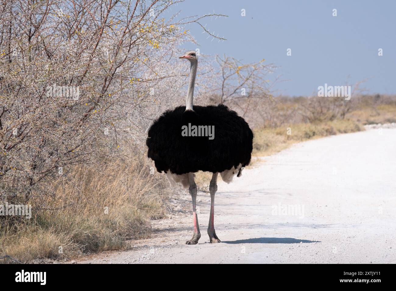 Single male common ostrich (Struthio camelus) with shrubs. Photographed ...