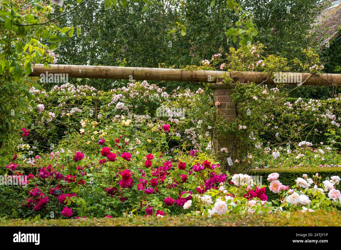Beautiful display of colours at the David Austin English Rose Gardens ...