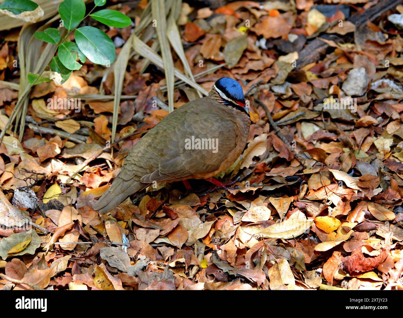Blue-headed Quail-dove, Starnoenas cyanocephala, Columbidae ...