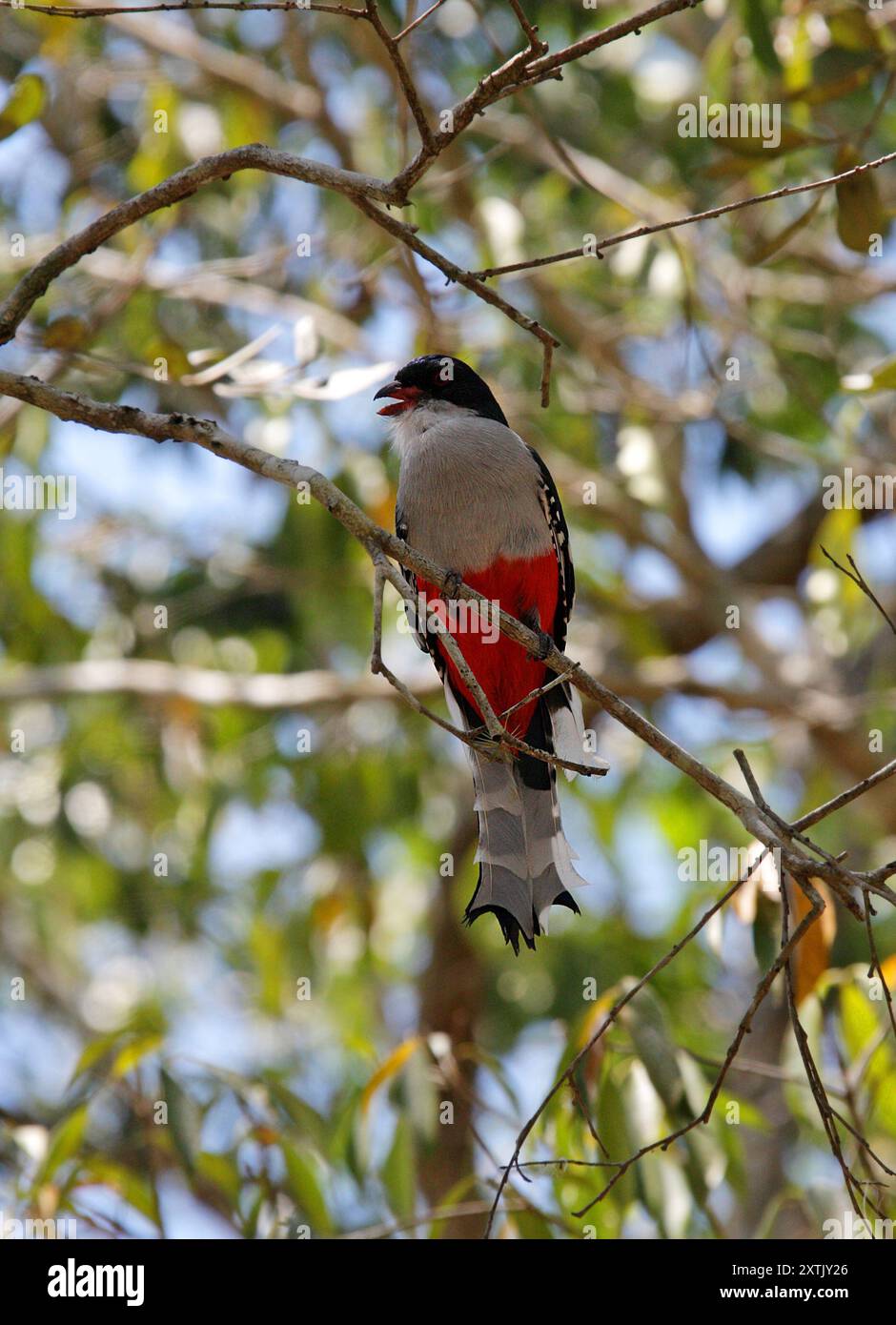 The Cuban Trogon or Tocororo, Priotelus temnurus, Trogonidae ...