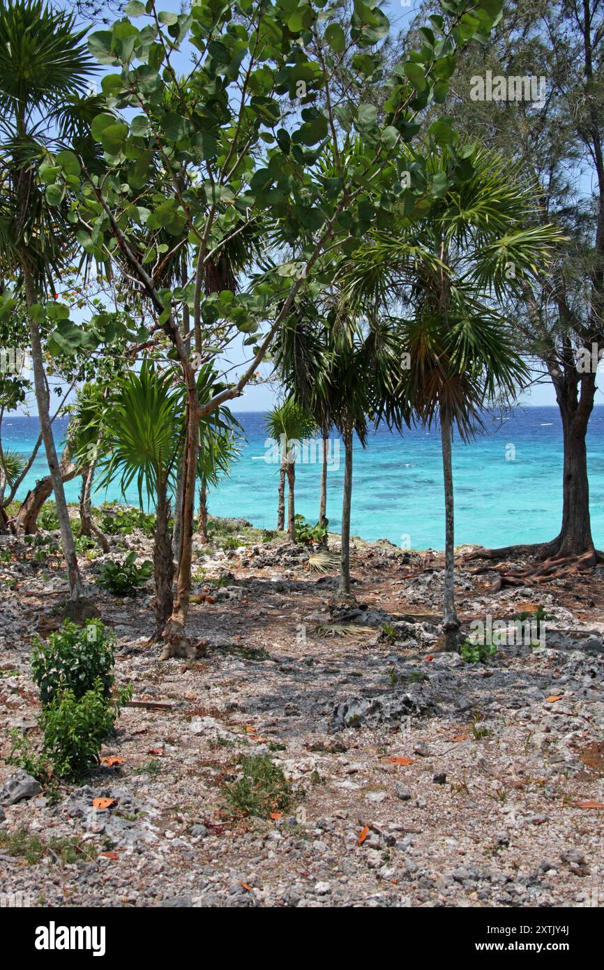 Sea Grapes Tree, Coccoloba uvifera, Polygonaceae and Mexican Fan Palms ...