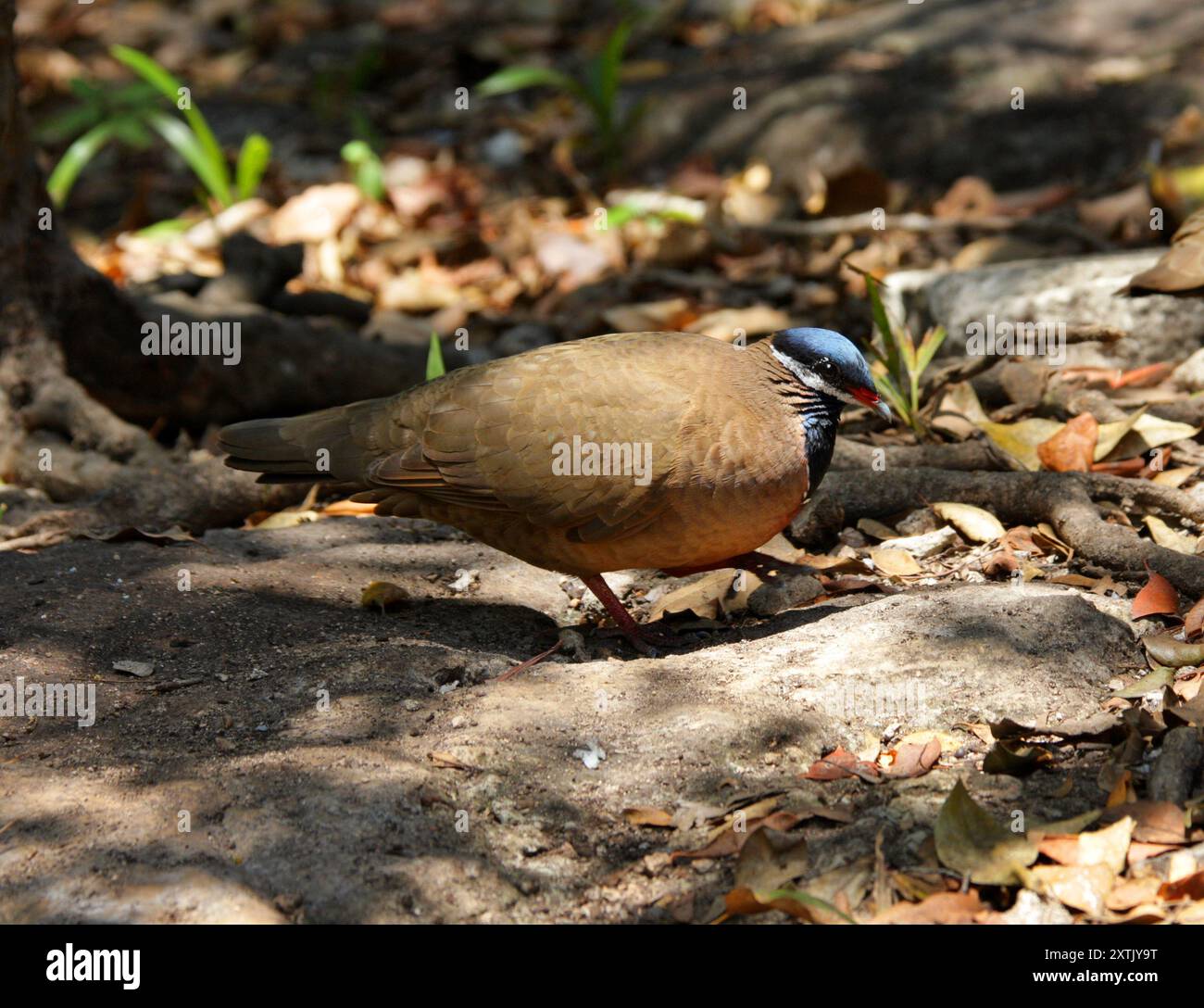 Blue-headed Quail-dove, Starnoenas cyanocephala, Columbidae ...