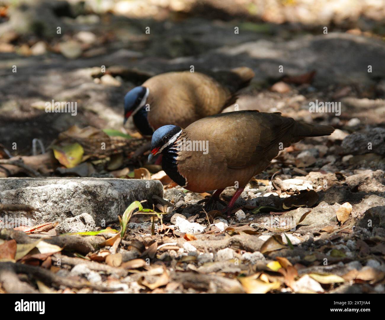 Blue-headed Quail-dove, Starnoenas cyanocephala, Columbidae ...