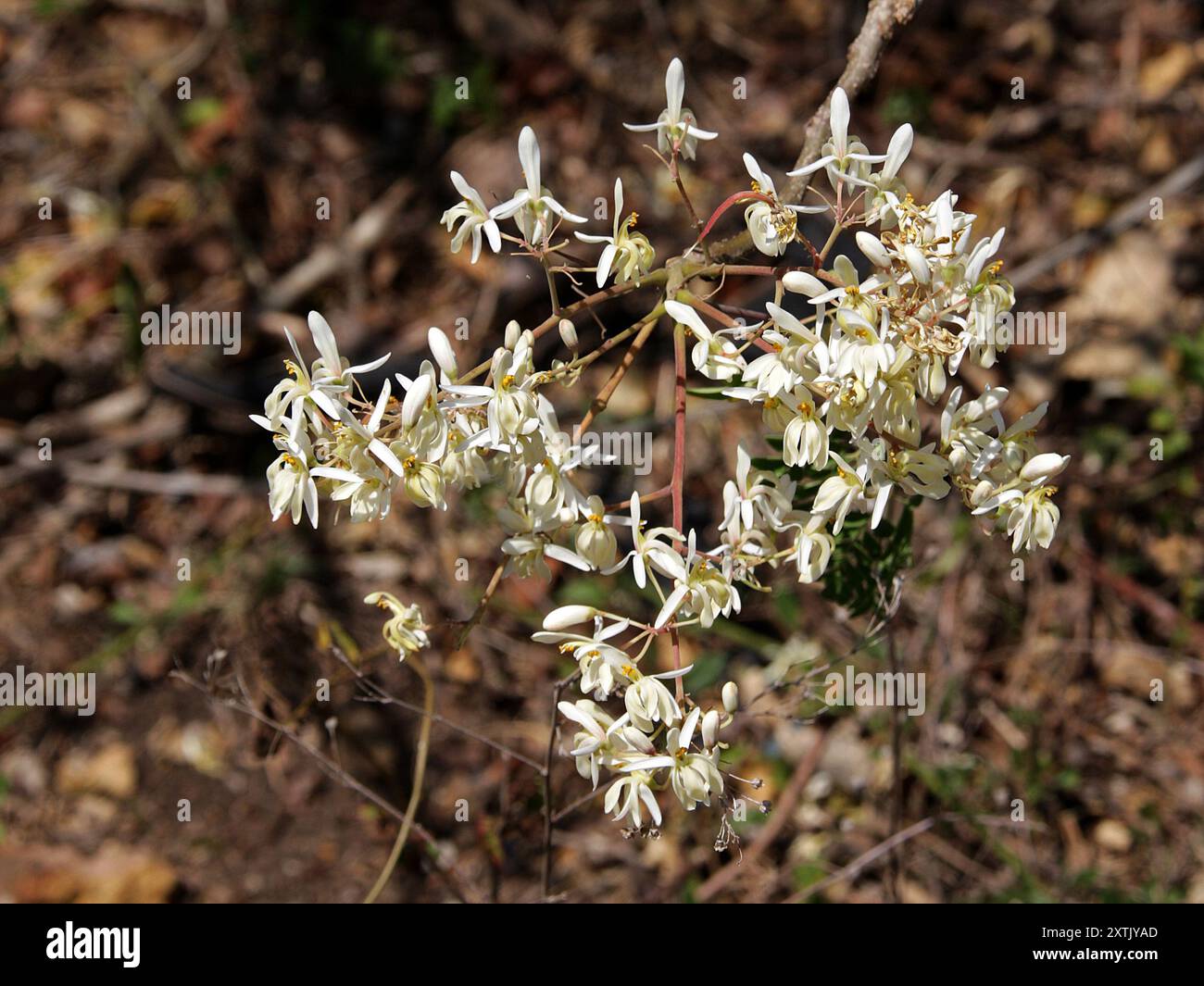 Black locust tree hi-res stock photography and images - Alamy