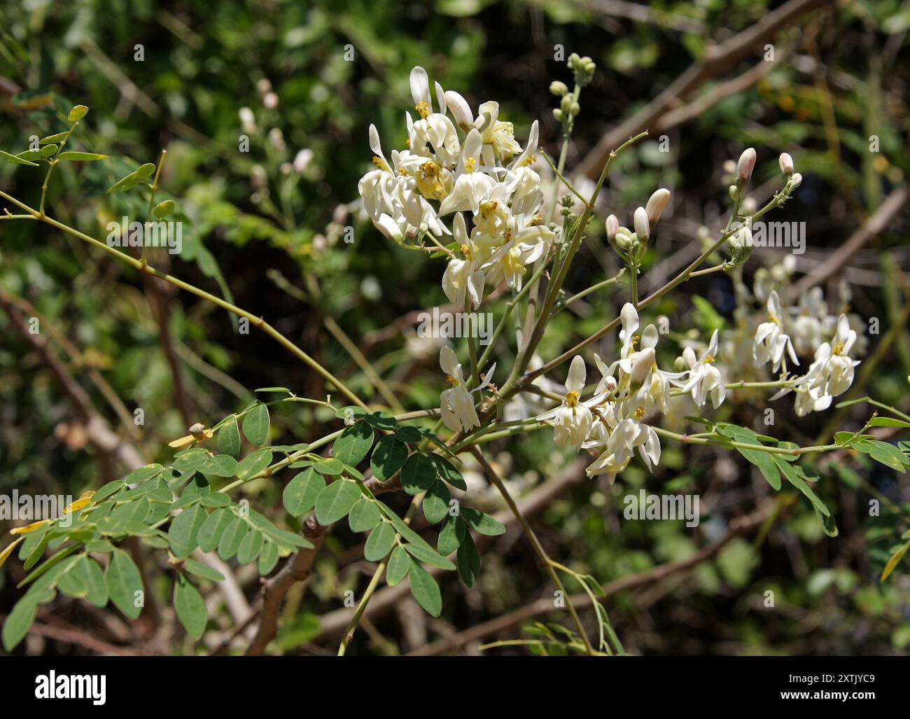 Black Locust Tree, Robinia pseudoacacia, Fabaceae. Cuba Stock Photo - Alamy