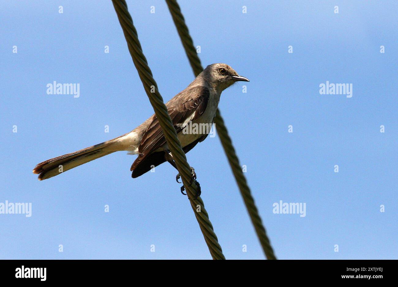 Northern Mockingbird, Mimus polyglottos orpheus, Mimidae, Passeriformes ...