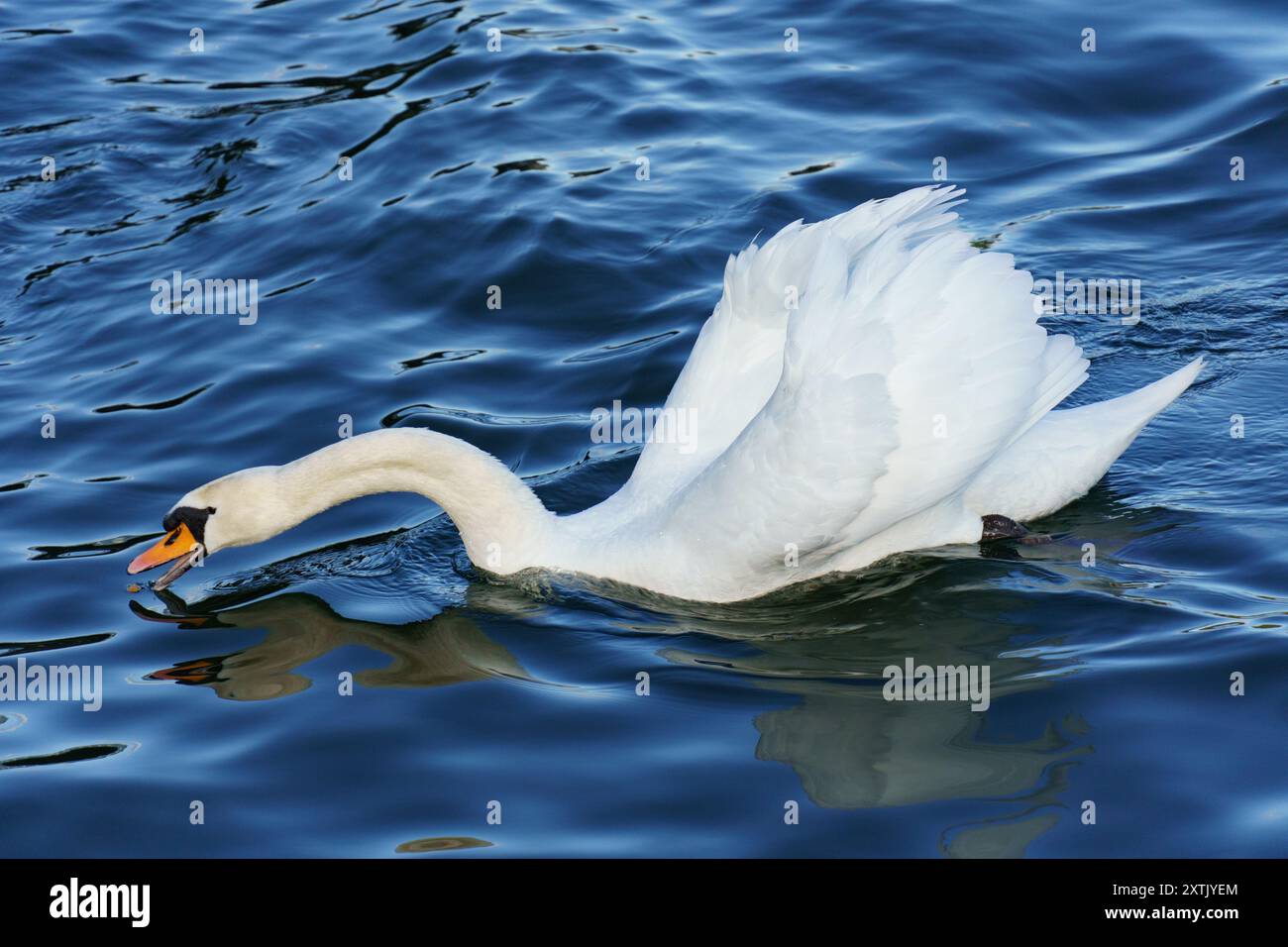 White swan on blue background hi-res stock photography and images - Alamy