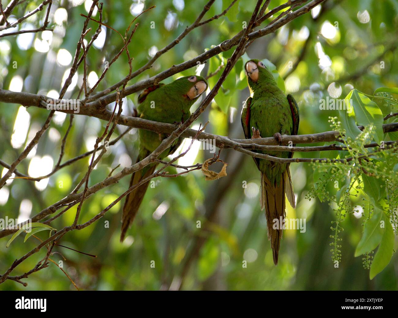 Cuban Parakeets, Psittacara euops, Arinae, Psittacidae, Psittaciformes ...