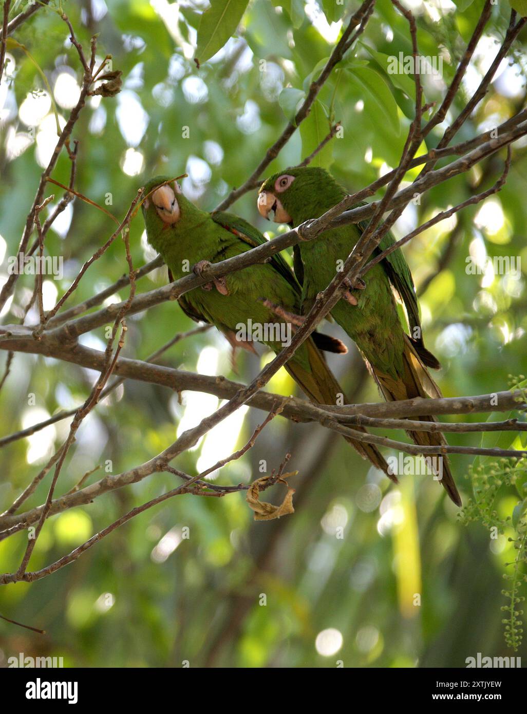 Cuban Parakeets, Psittacara euops, Arinae, Psittacidae, Psittaciformes ...