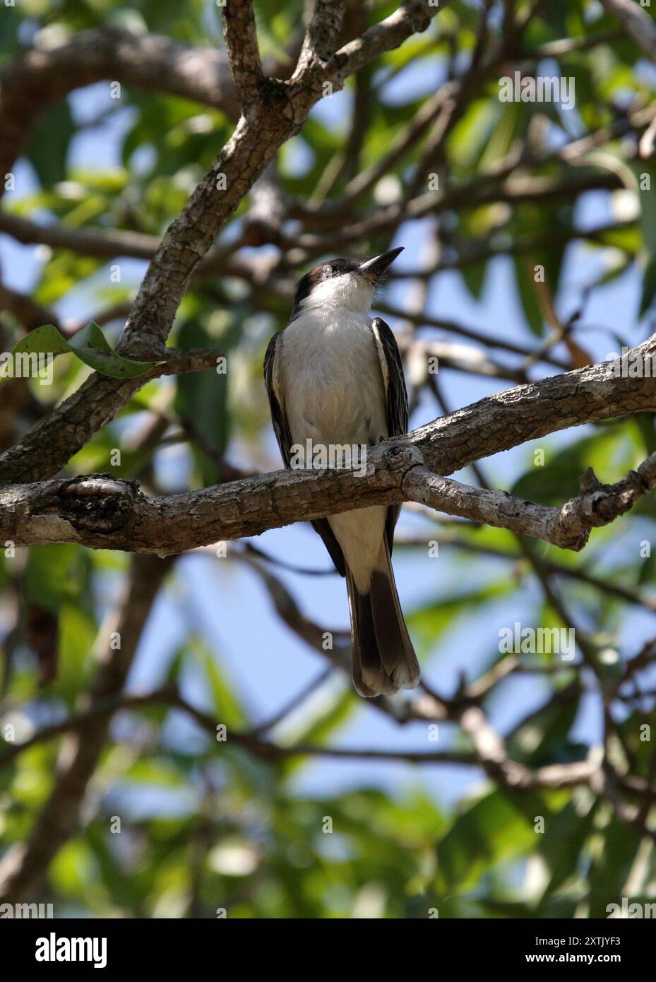 Loggerhead Kingbird, Tyrannus caudifasciatus, Tyrannidae, Passeriformes ...
