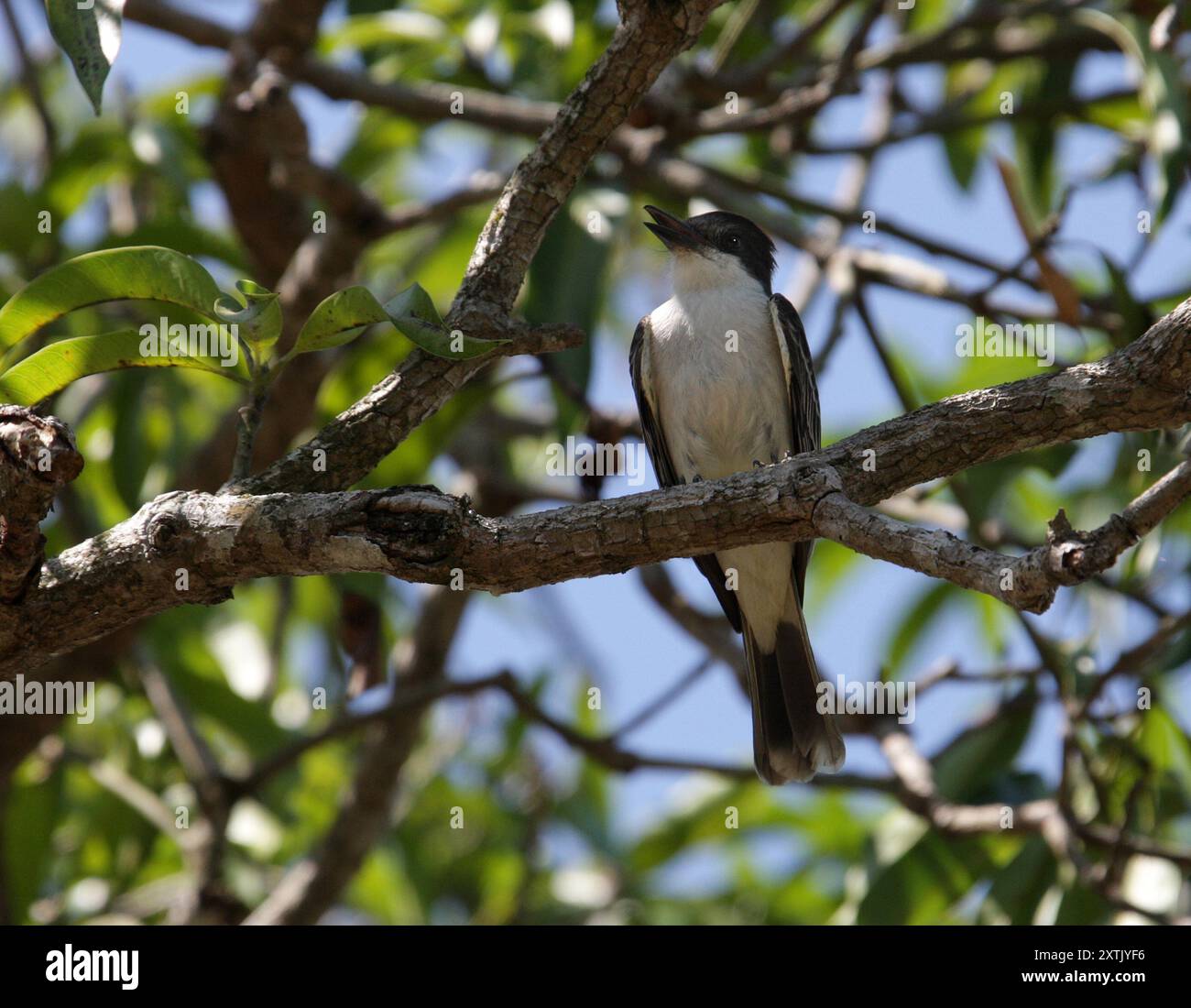 Loggerhead Kingbird, Tyrannus caudifasciatus, Tyrannidae, Passeriformes ...