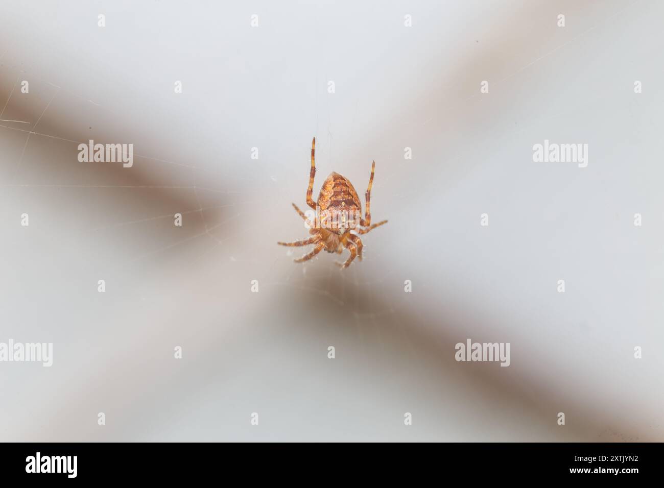 Uk garden spider close hi-res stock photography and images - Alamy