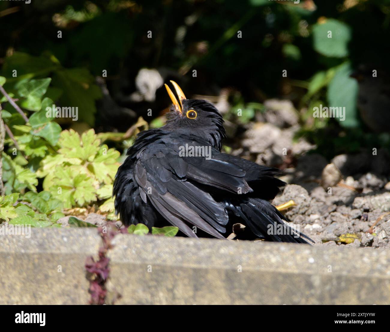 Basking male Blackbird (Turdus merula Stock Photo - Alamy
