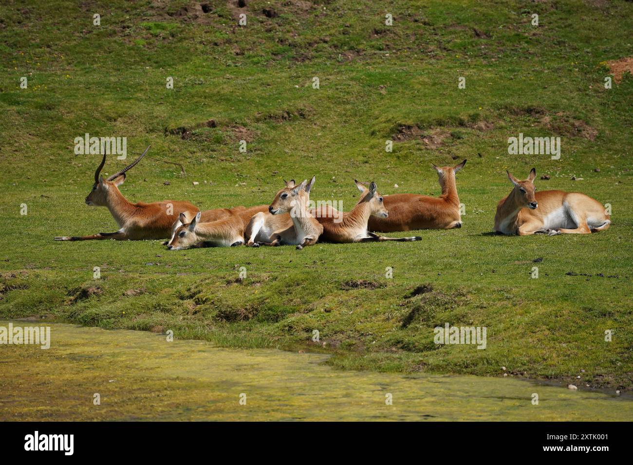 Kafue lechwe hi-res stock photography and images - Alamy