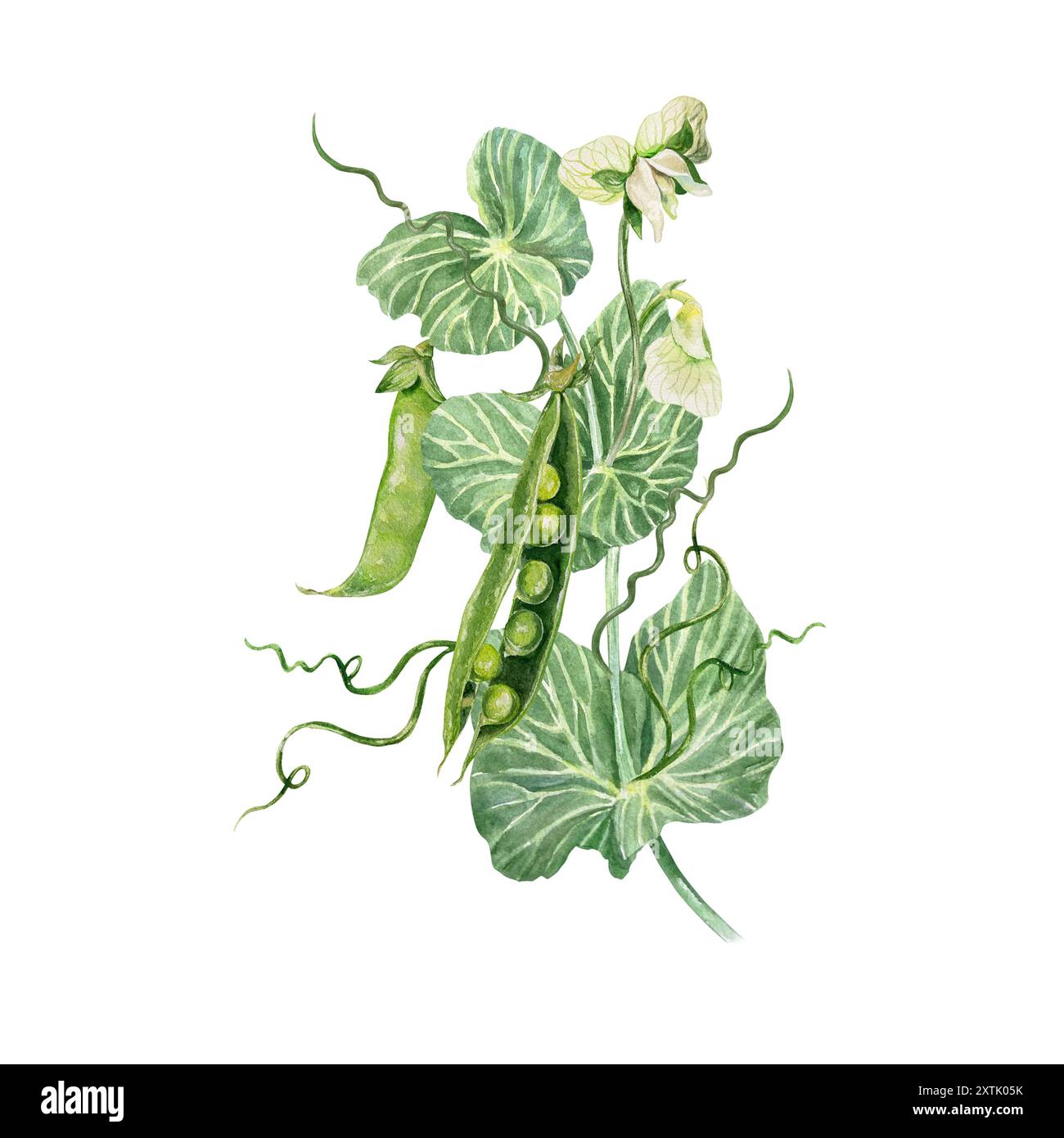 Pea plant with leaves, flowers, pod, tendrils. Hand drawn botanical ...