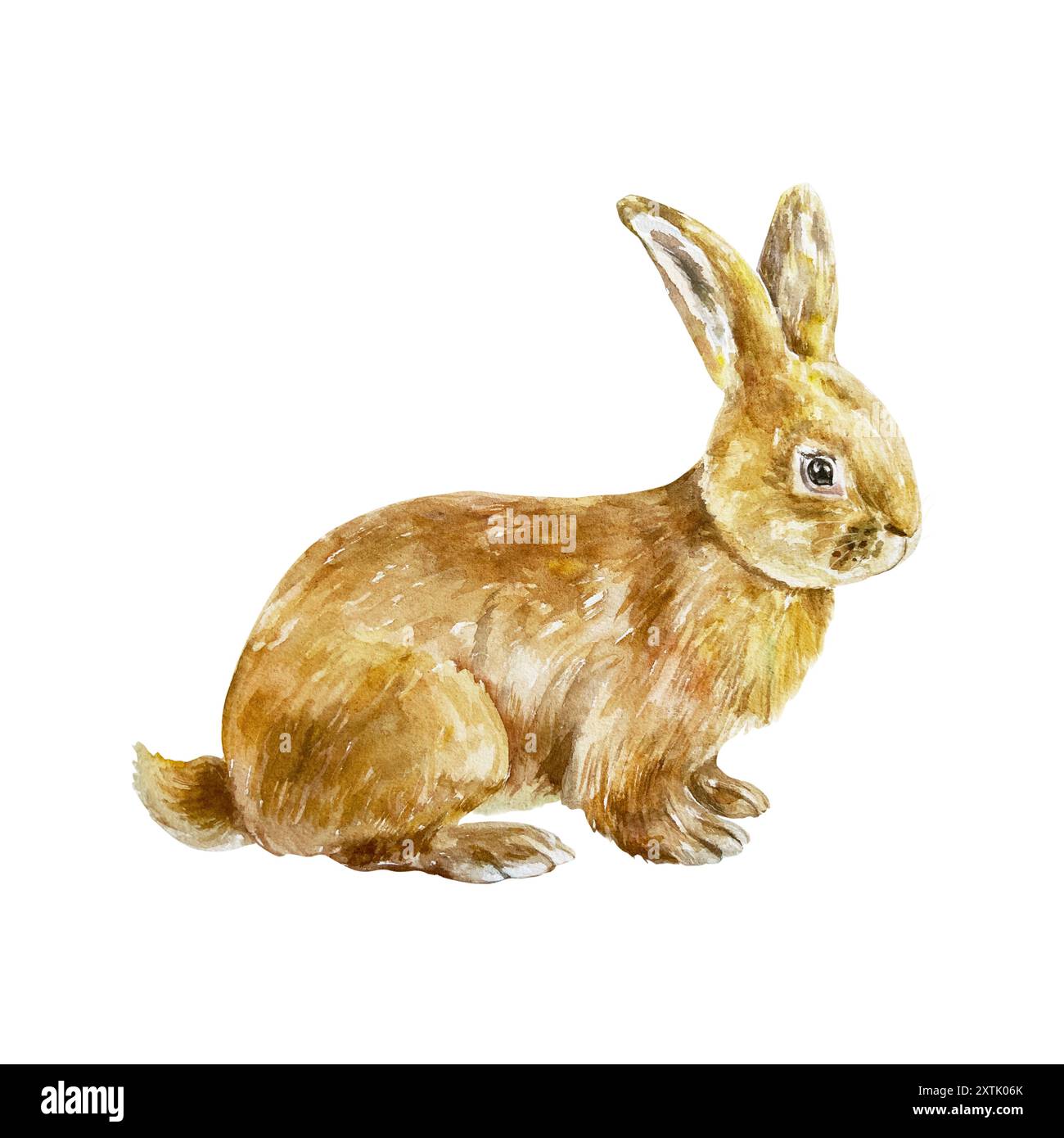 Rabbit, brown. Cute farm animal. Hand drawn watercolor illustration ...