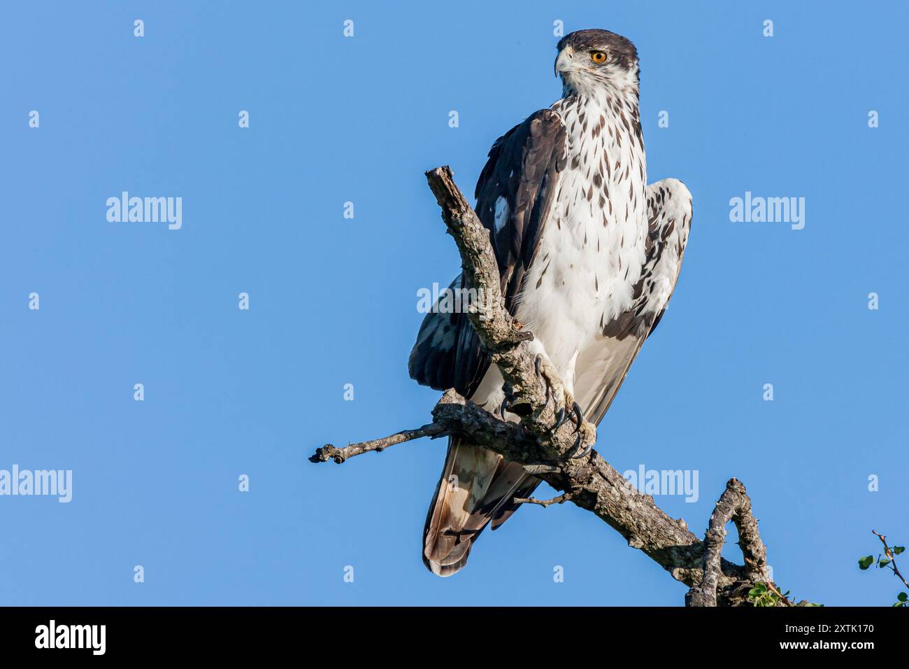 South Africa, Kruger National Park, African Hawk-Eagle (Aquila ...