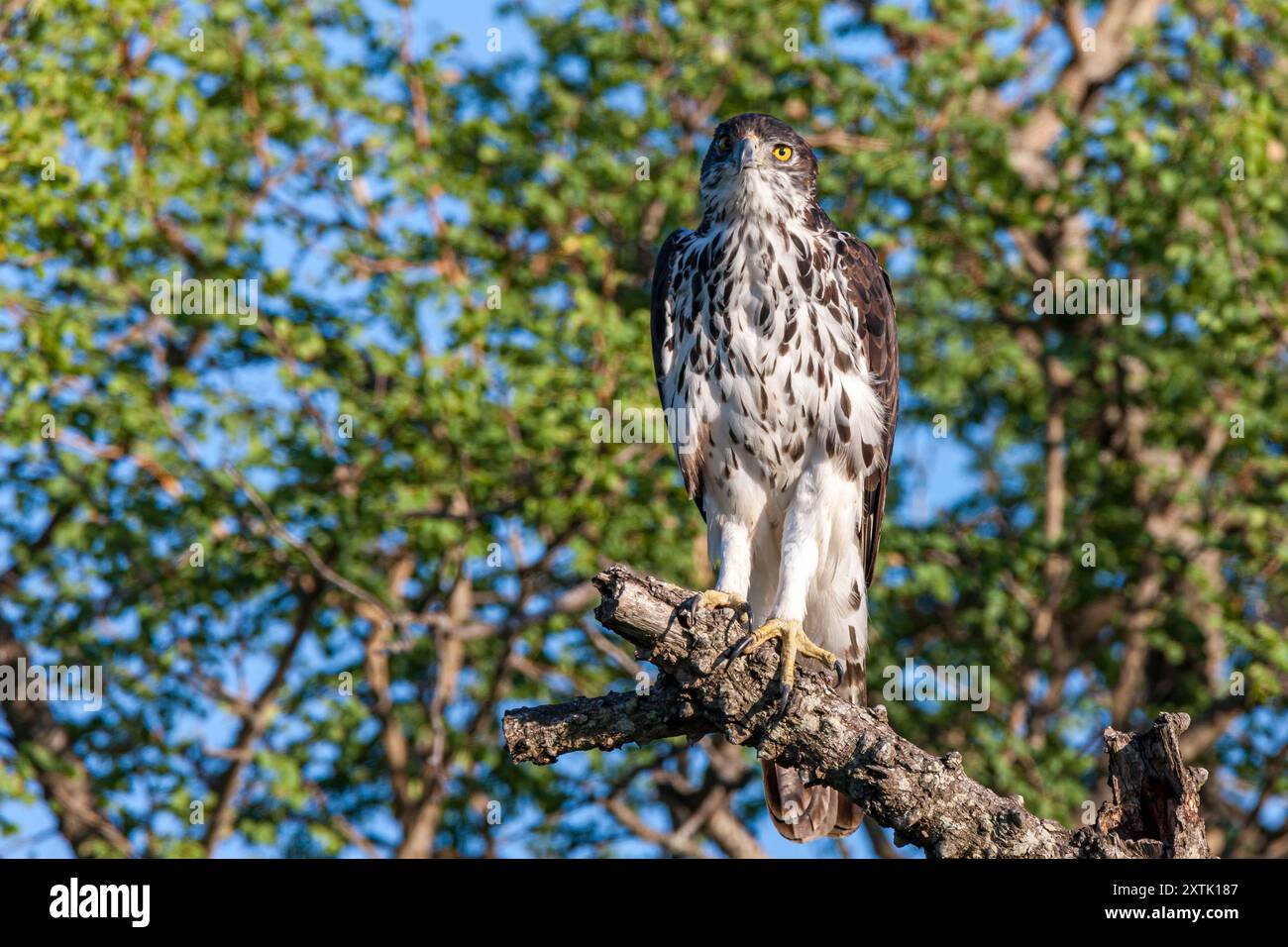 South Africa, Kruger National Park, African Hawk-Eagle (Aquila spilogastra or Hieraaetus ...