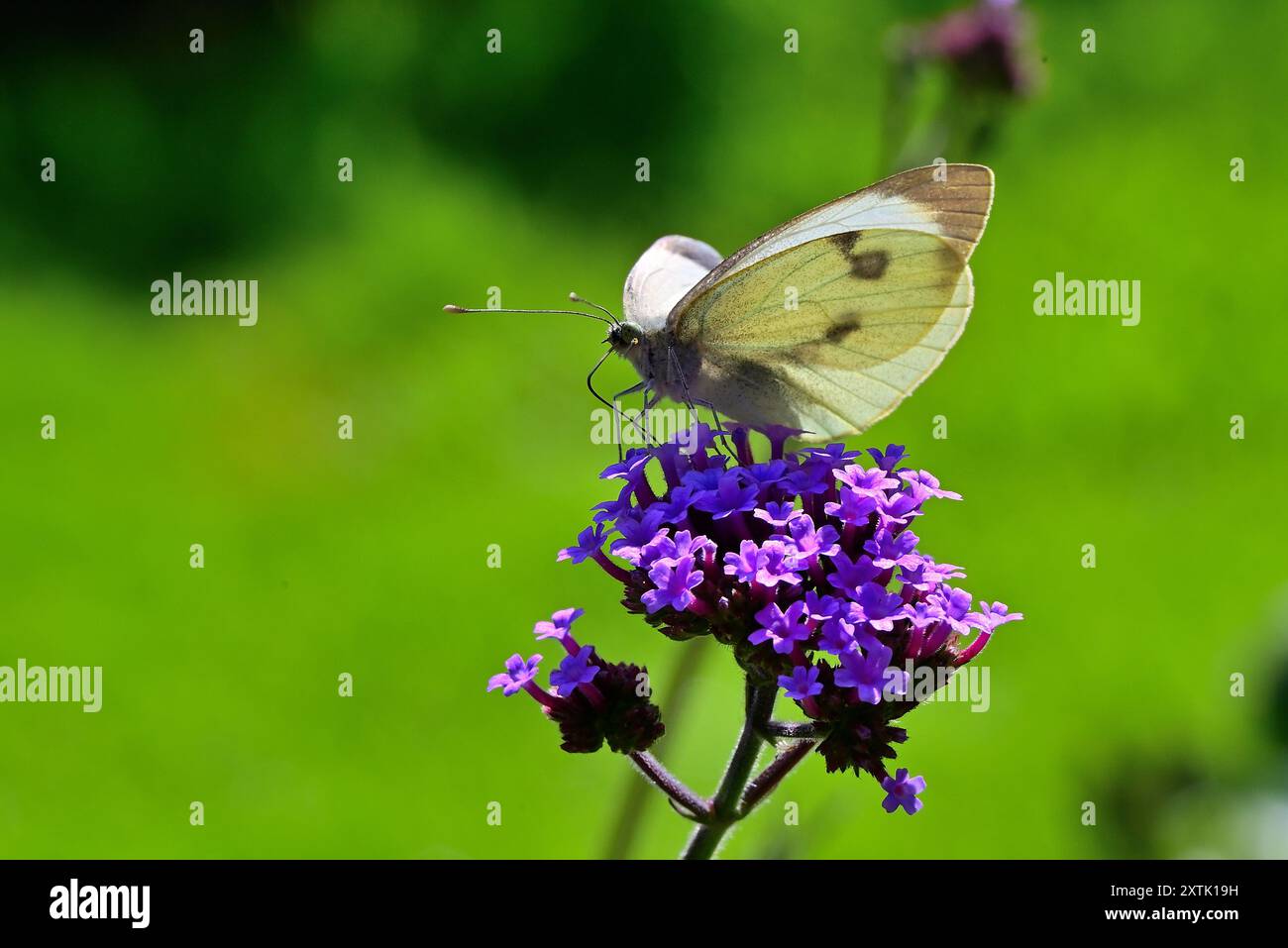 Around the UK - Large White female butterfly on Verbena bonariensis ...