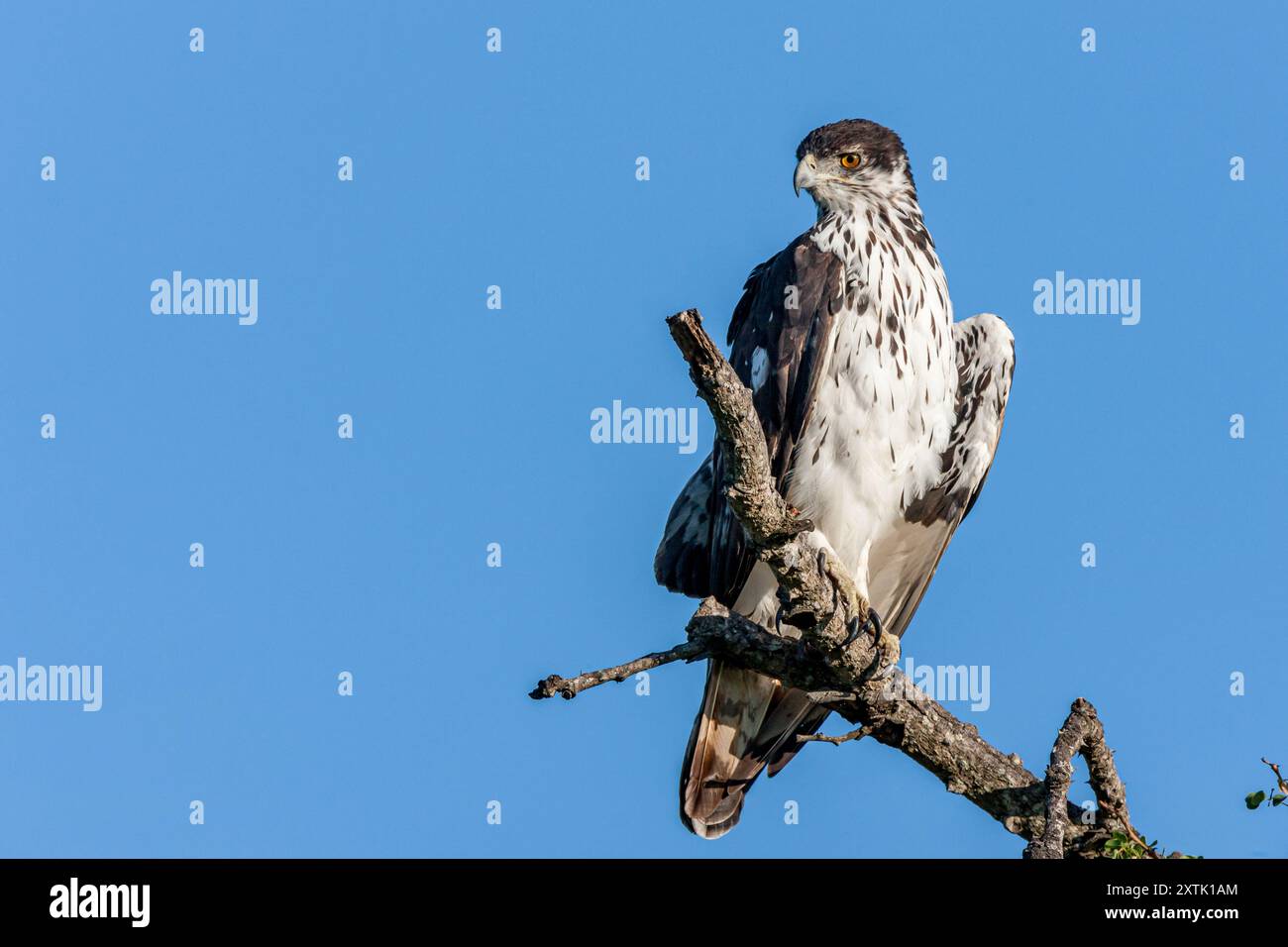 South Africa, Kruger National Park, African Hawk-Eagle (Aquila ...