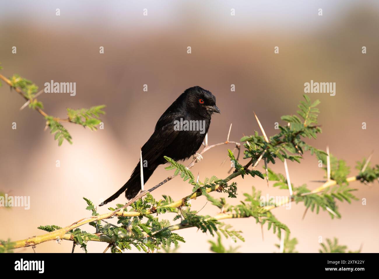 Fork tailed drongo migration hi-res stock photography and images - Alamy