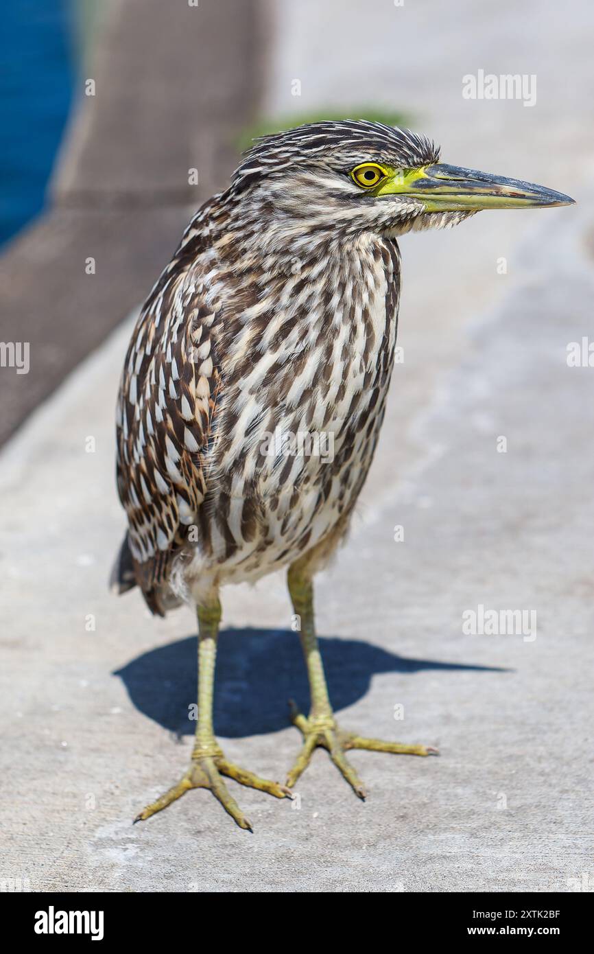nankeen night heron - nycticorax caledonicus in eastern Australia Stock ...