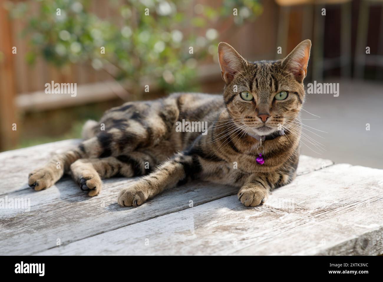 Bengal cat reclining hi-res stock photography and images - Alamy