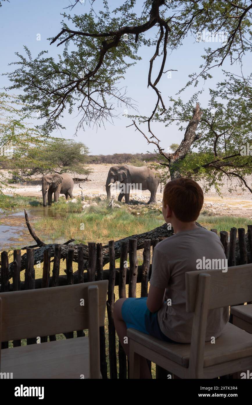 Back view of teenage boy on safari watching elephants behind a wooden ...