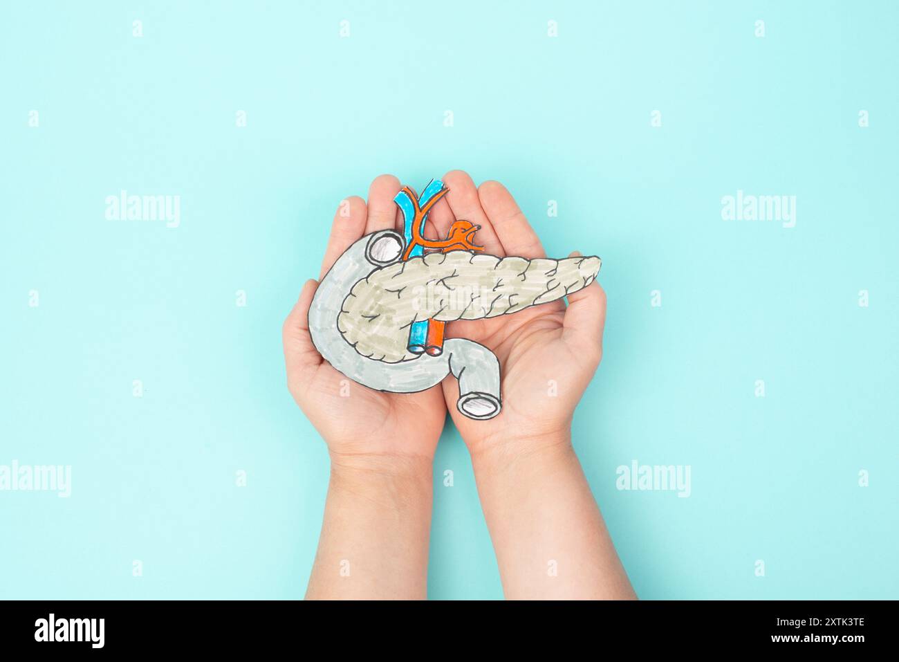 Pancreas organ, digestive and endocrine system of vertebrates ...