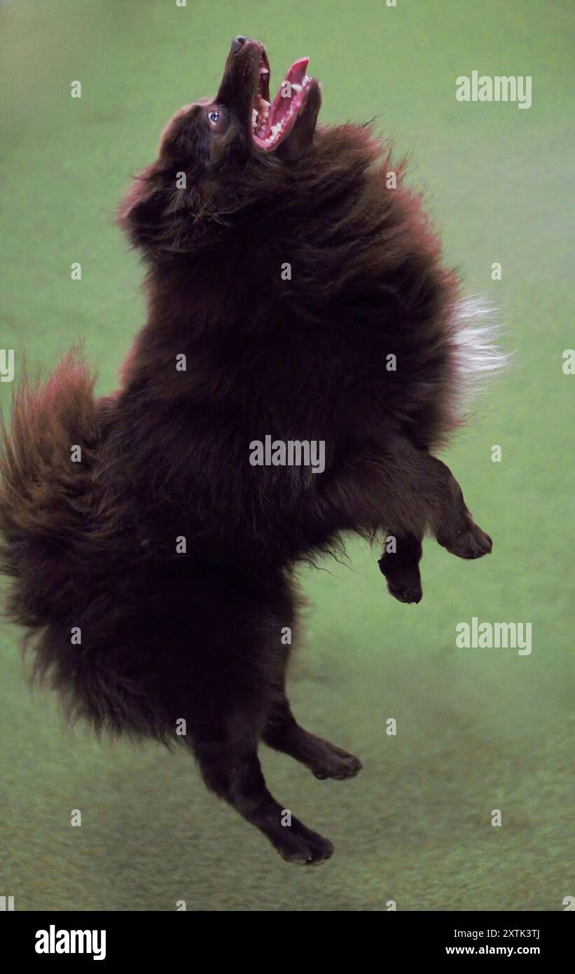 An adult, male, pedigree, brown, German Spitz dog, jumping, bouncing ...