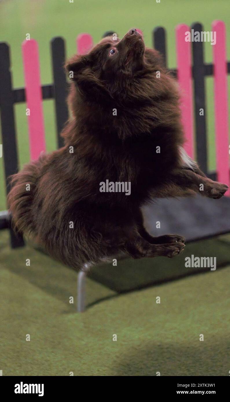 An adult, male, pedigree, brown, German Spitz dog, jumping, bouncing ...