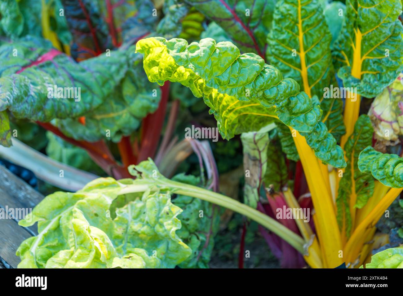 Colorful Mangold Plants on high vegetables bed. Rheum rhabarbarum ...