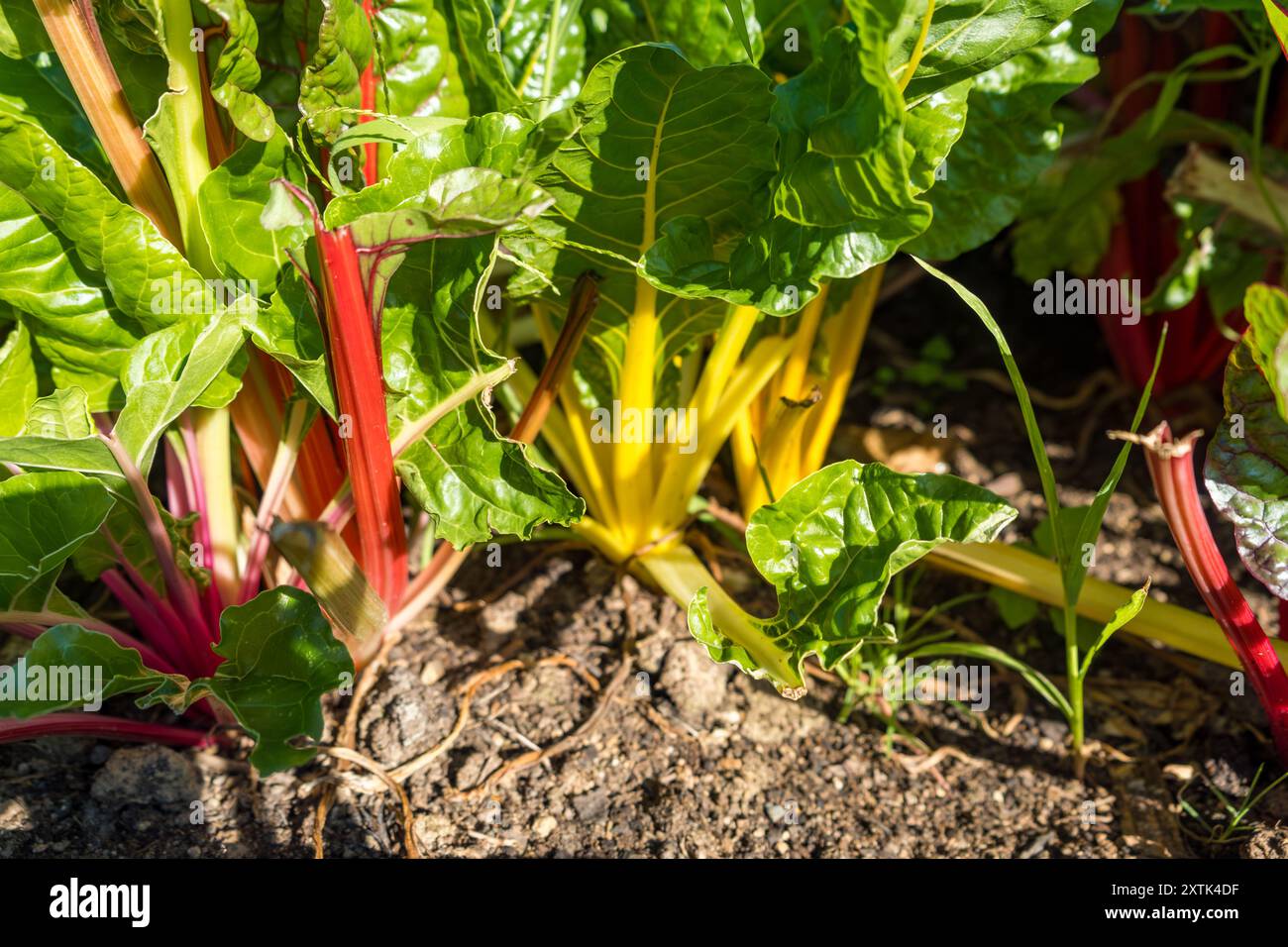 Colorful Mangold Plants on high vegetables bed. Rheum rhabarbarum ...
