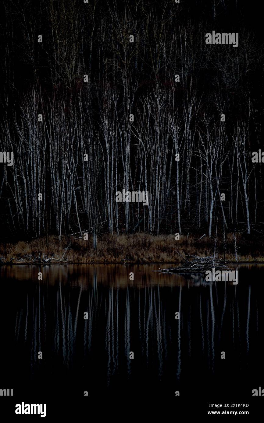 Birch forest in the Acadia National Park in Maine. Cool, moist climate ...