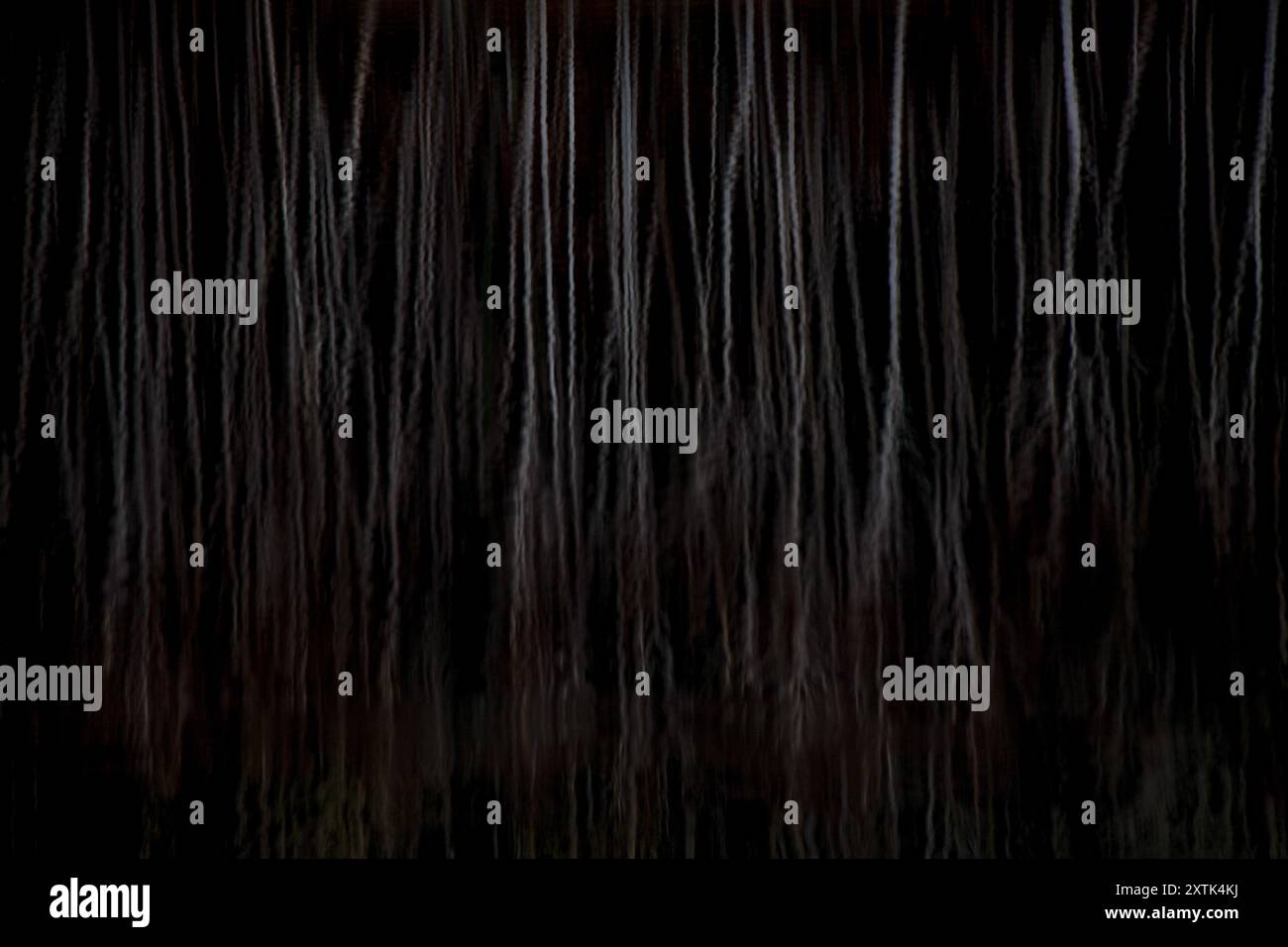 Birch forest in the Acadia National Park in Maine. Cool, moist climate ...