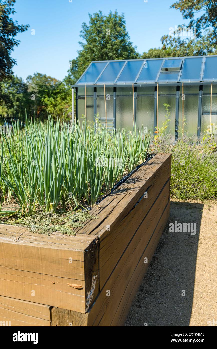 Vegetable garden with raised beds in the backyard with cabbage and ...