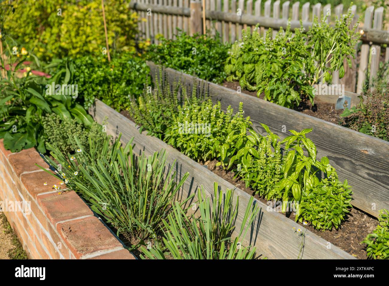 Vegetable garden with raised beds in the backyard with cabbage and ...