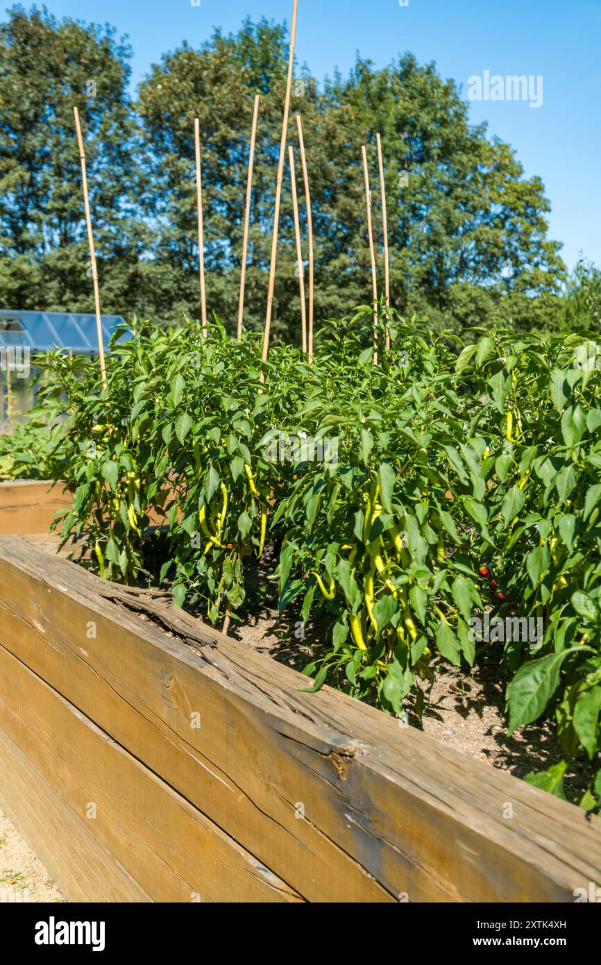 Vegetable garden with raised beds in the backyard with cabbage and ...