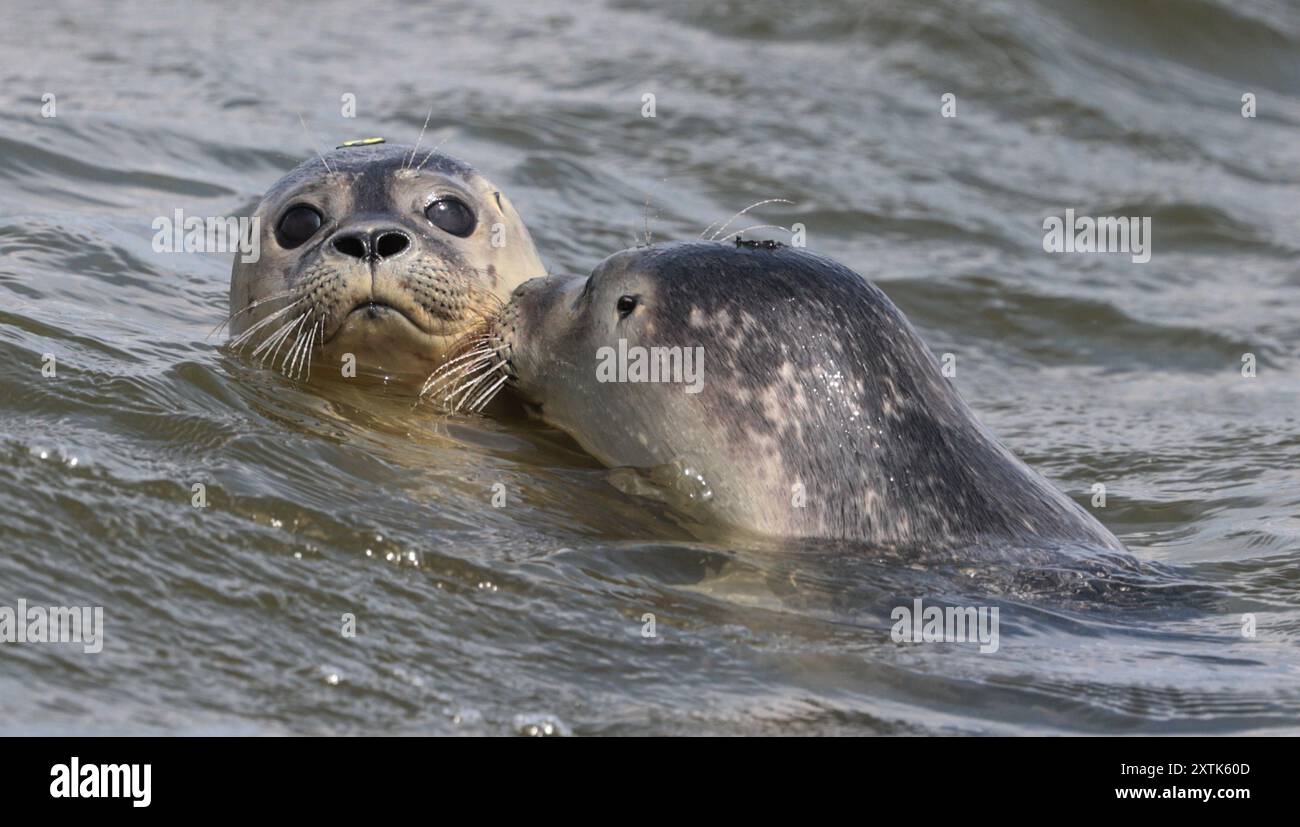 15 August 2024, Lower Saxony, Juist: Two young seals that were nursed ...