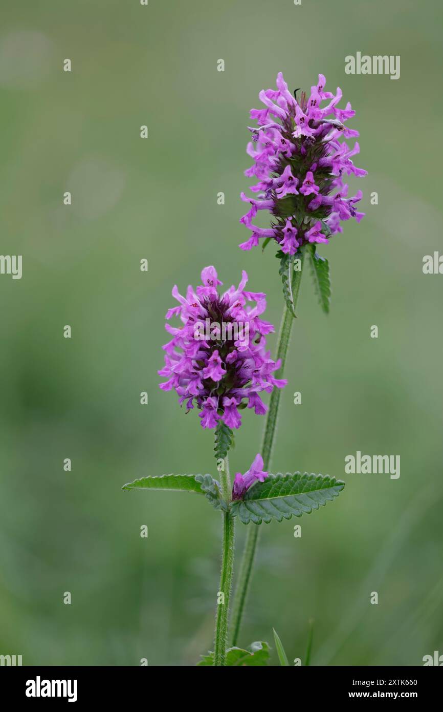 Hedgenettle hi-res stock photography and images - Alamy