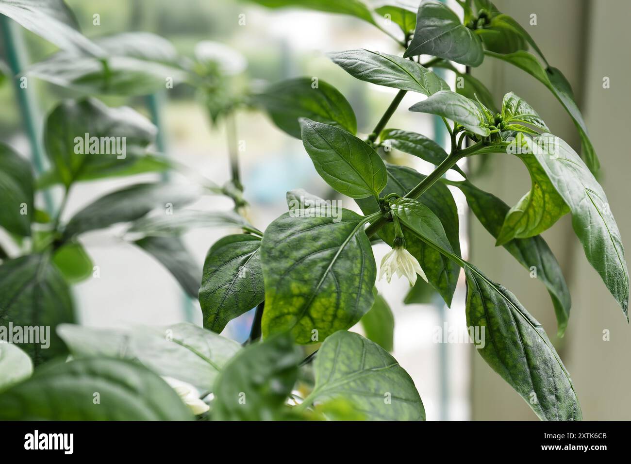 Image of Chilli Plant growing Indoors with white flower detail and ...