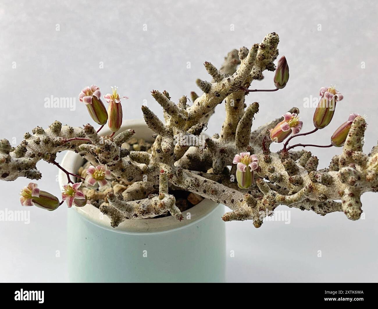 Tylecodon buchholzianus hi-res stock photography and images - Alamy