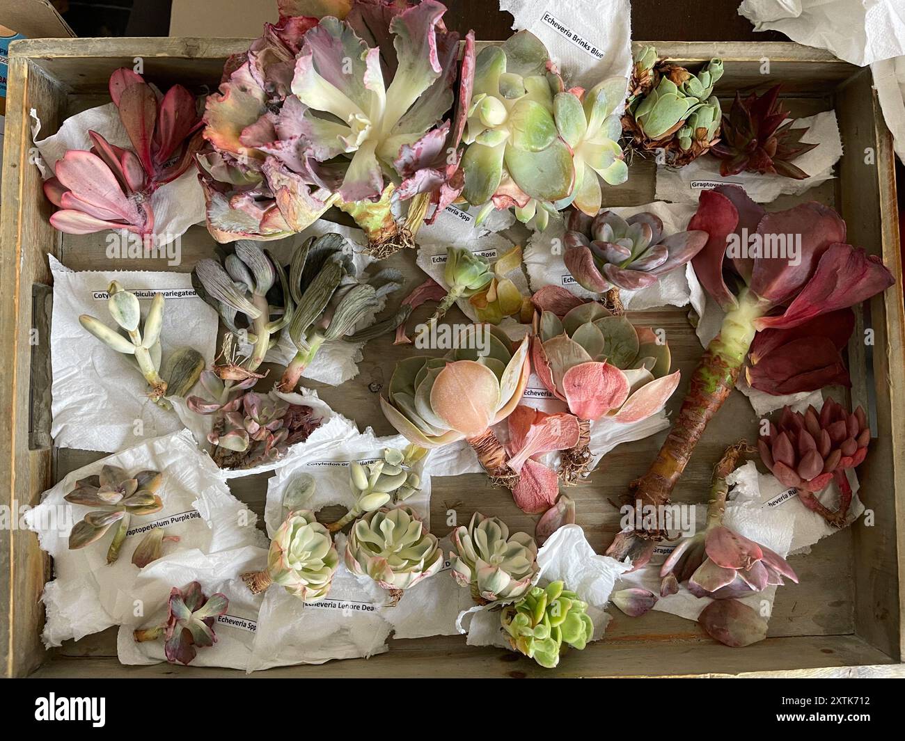 Houseplant diseases hi-res stock photography and images - Alamy