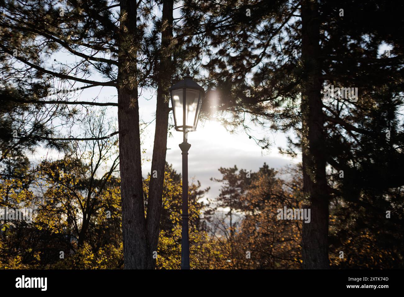 A street lamp stands among trees at dusk Stock Photo - Alamy