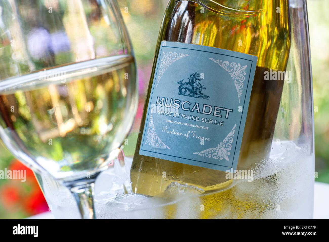 Muscadet French white wine sur lie bottle label glass and wine cooler ...