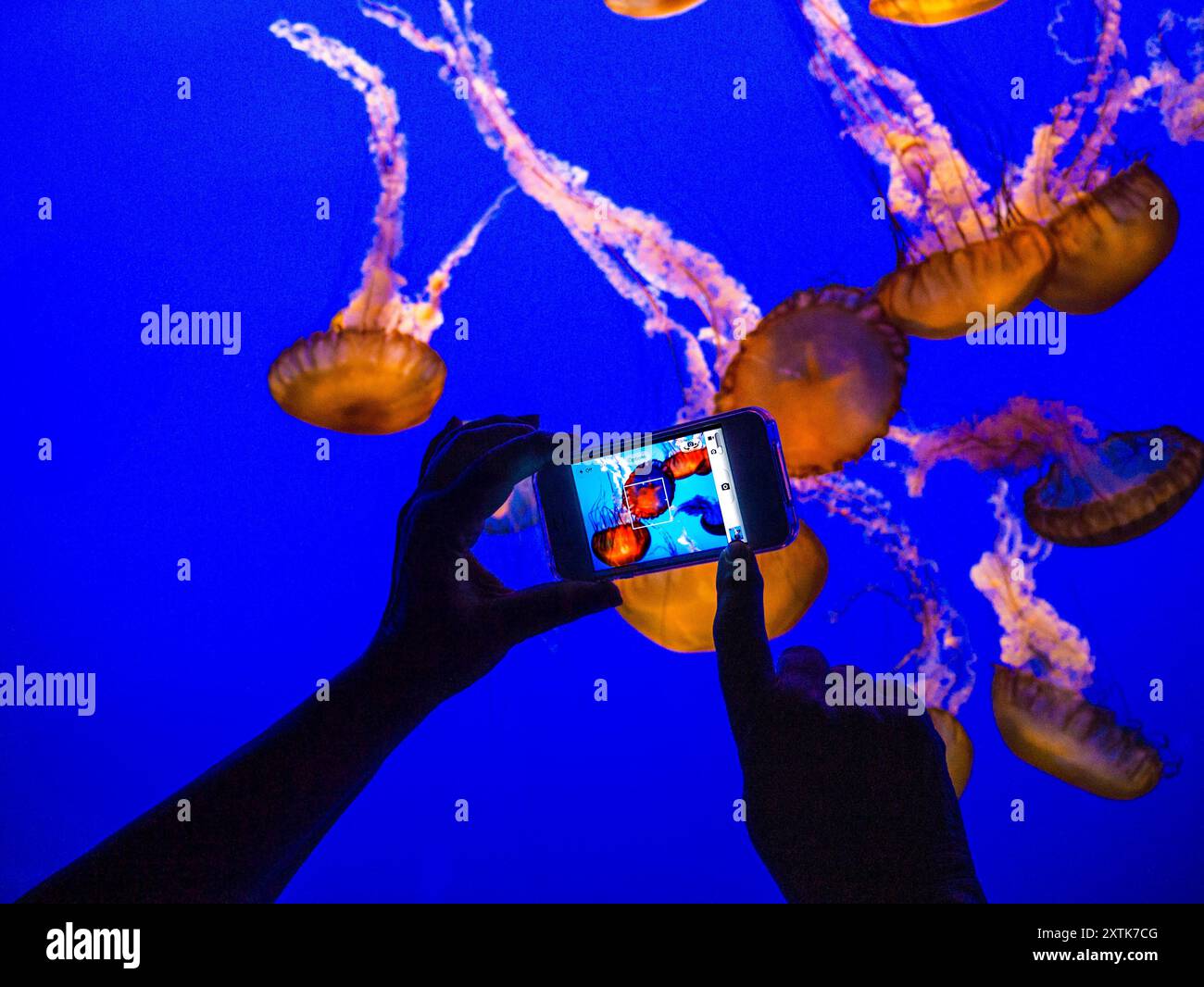 JELLYFISH AQUARIUM PHOTOGRAPHY Hand holding smartphone taking image of ...