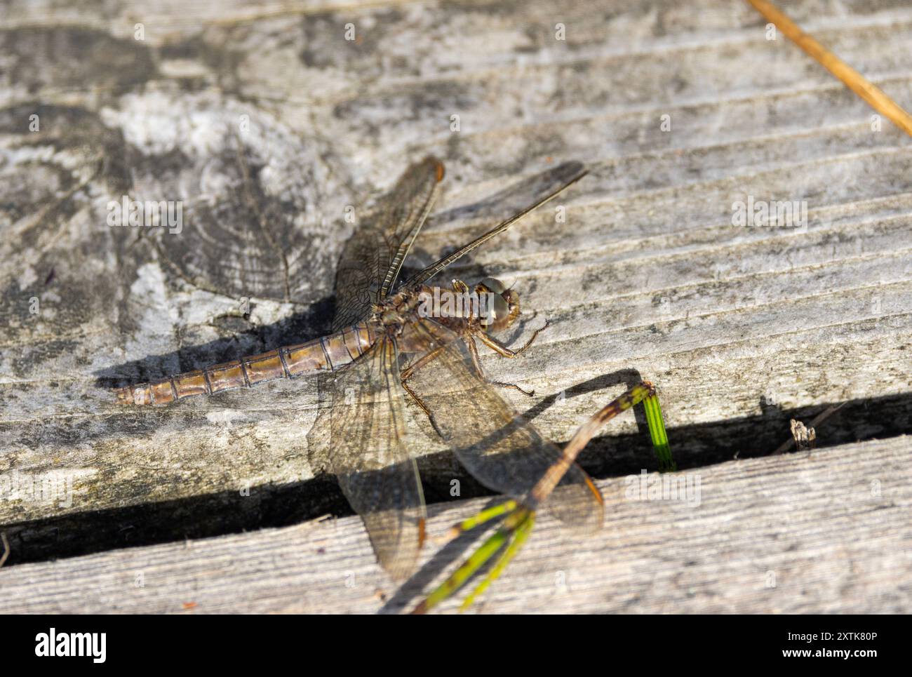 Slightly larger than the Common Darter and with less black markings on ...